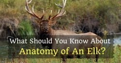 What Should You Know About Anatomy Of An Elk?